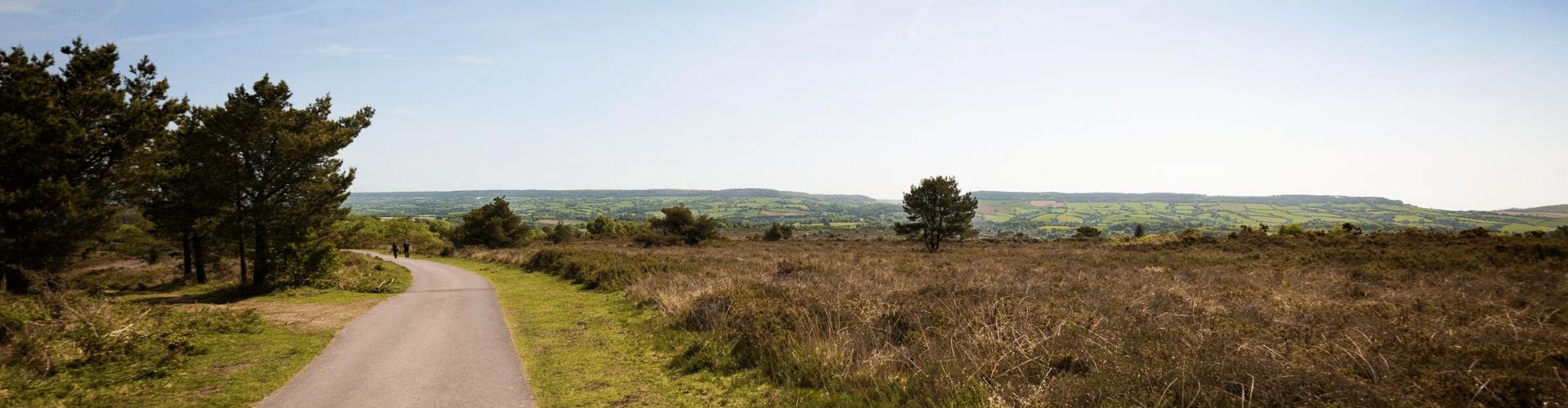 The Grey Long-Eared Bat Project - East Devon National Landscape