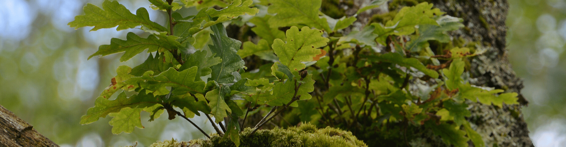 National Landscape Management Plan - East Devon National Landscape