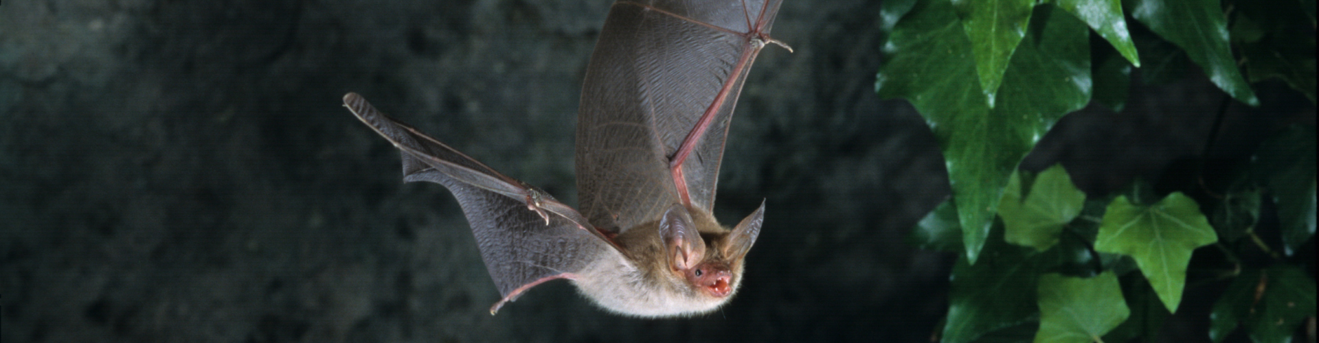 Bechstein's bat - East Devon National Landscape