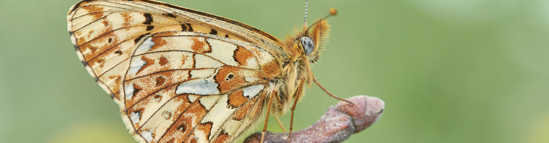 Pearl bordered fritillary - East Devon National Landscape